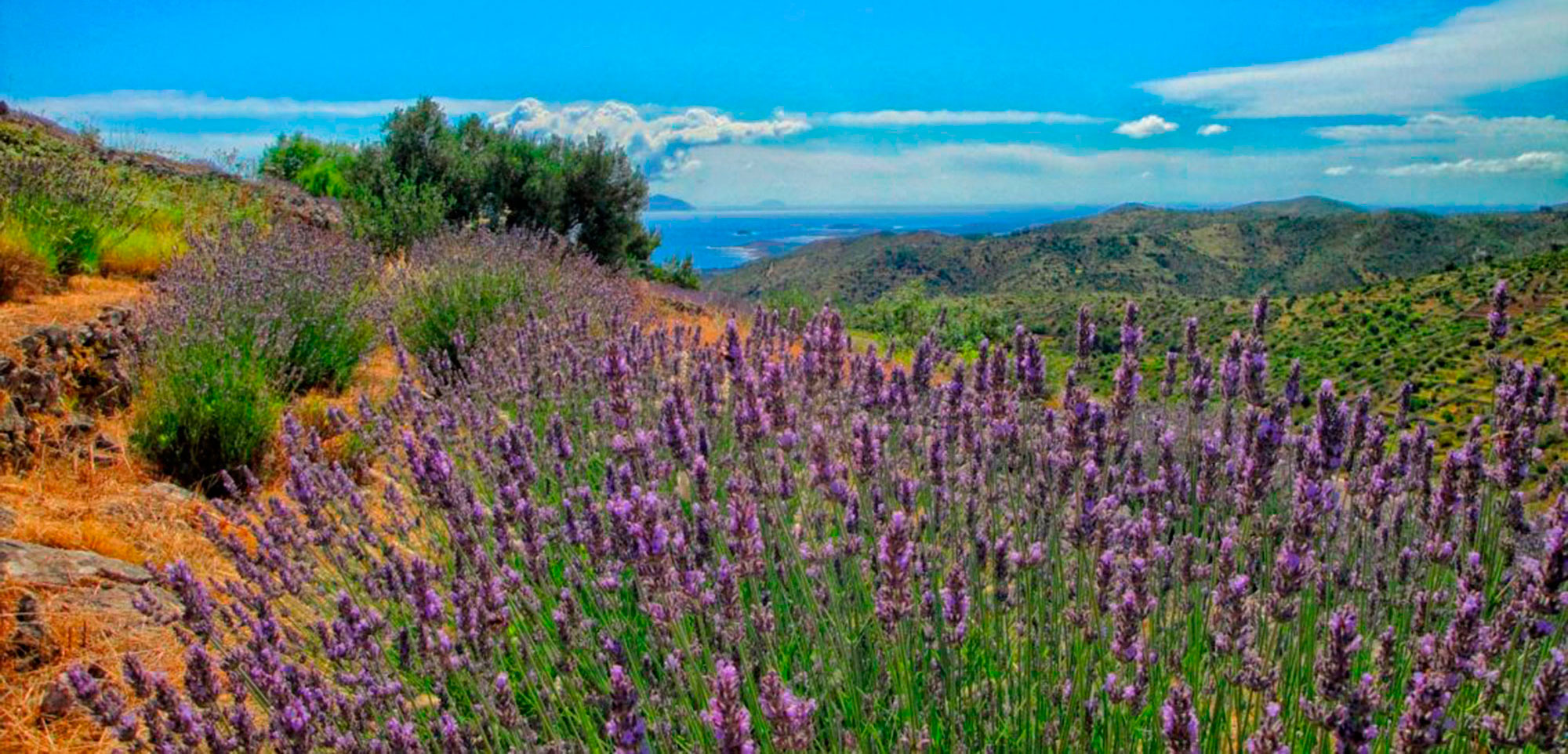 Festival Levande na Hvaru smještaj i apartmani u okolici | Apartmanija.hr