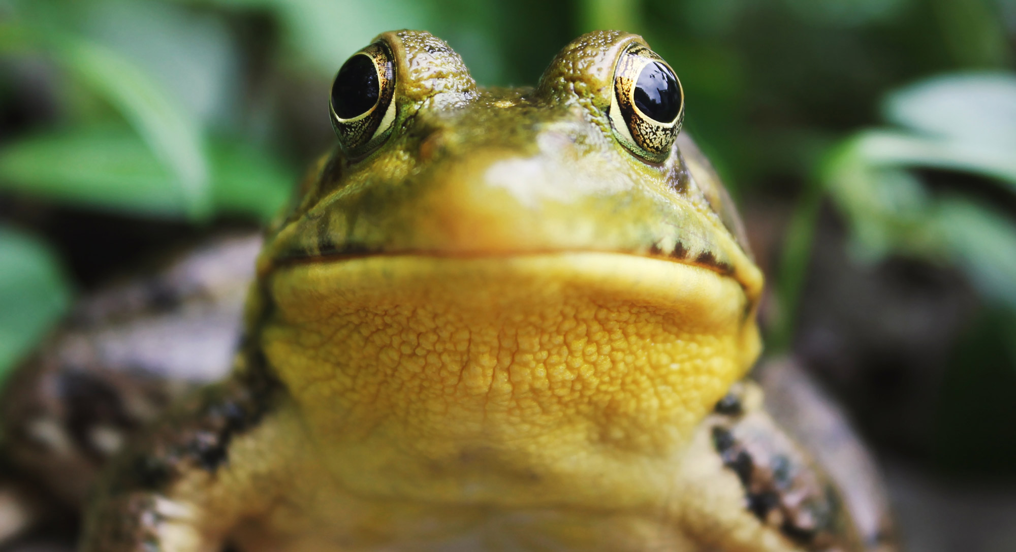 Muzej žaba u Lokvama smještaj i apartmani u okolici | Apartmanija.hr